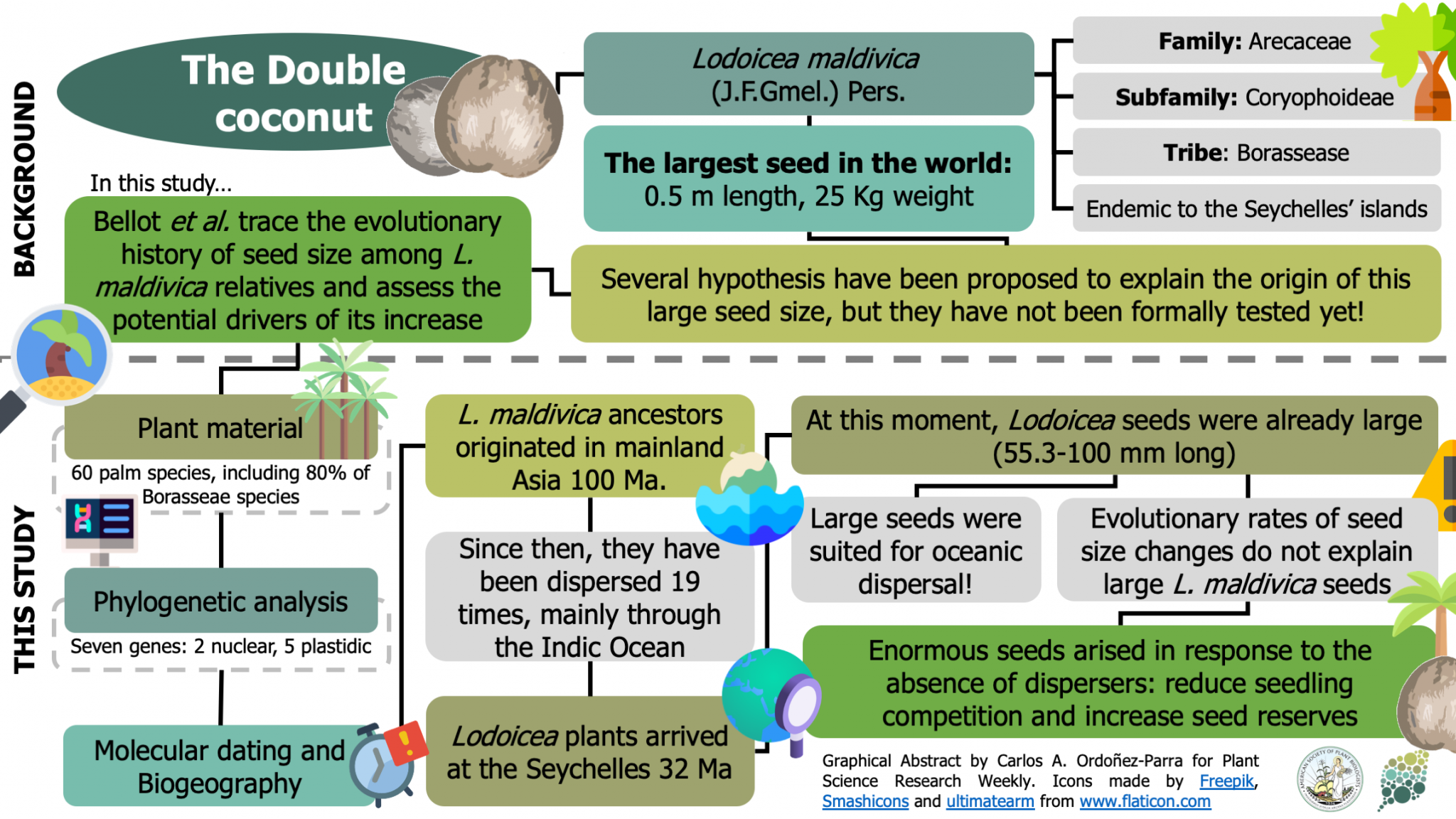 On the origin of giant seeds: the macroevolution of the double coconut ...