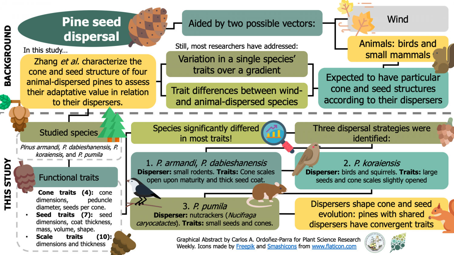 Cones structure and seed traits of four species of large-seeded pines ...