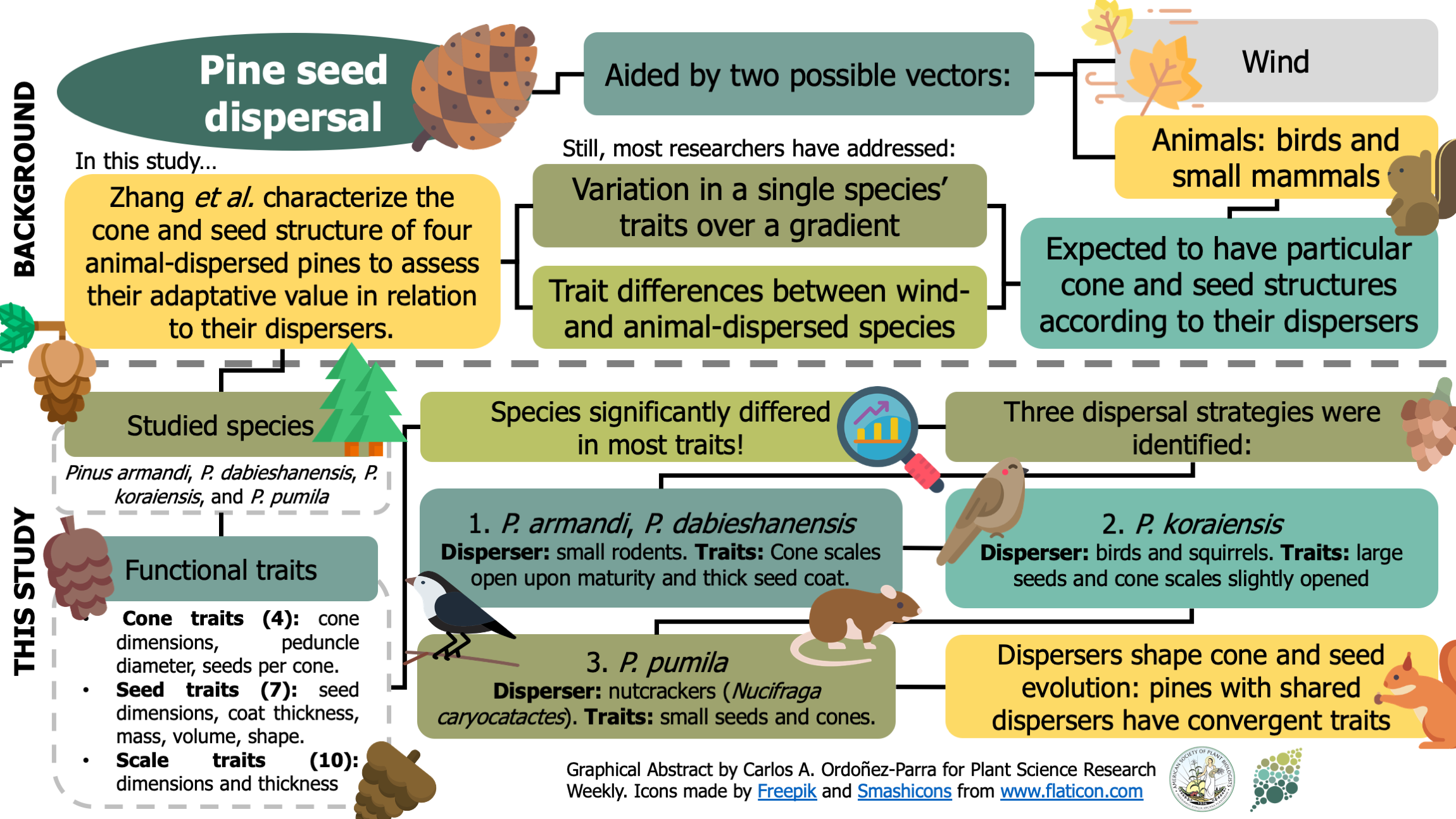 Cones structure and seed traits of four species of large-seeded pines ...