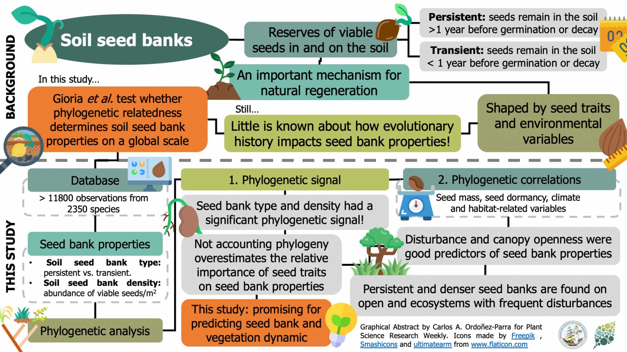 Phylogenetic relatedness mediates persistence and density of soil seed ...