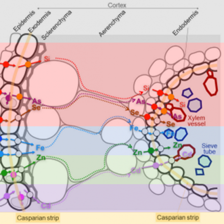 Plantae | The calcium-permeable channel OSCA1.3 regulates plant ...