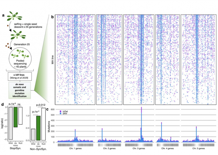 Plant Science Research Weekly: July 3rd | Plantae