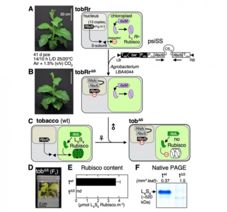 Modifying plant photosynthesis and growth via simultaneous chloroplast ...