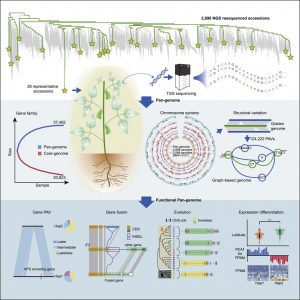 Pan-genome of wild and cultivated soybeans (Cell) | Plantae