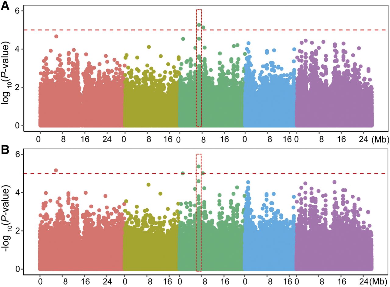 Root Foraging under Low Nitrogen Depends on Brassinosteroids | Plantae