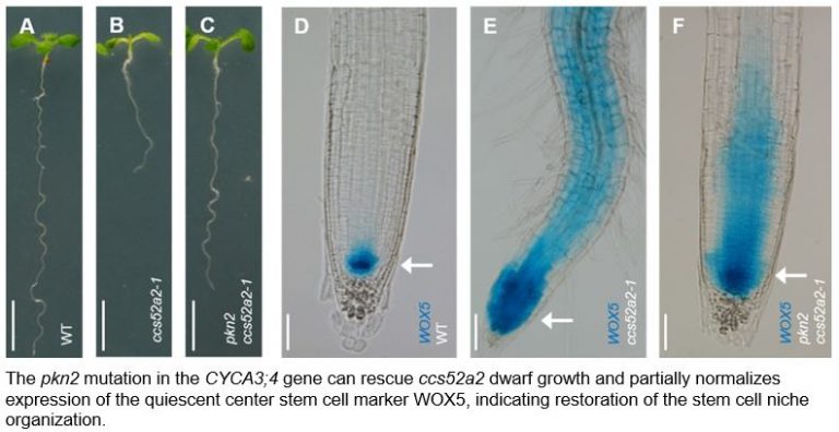 Dwarfed no longer: how one mutant can help the other | Plantae
