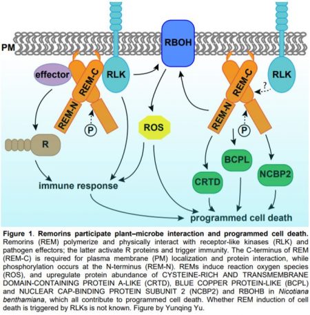 Remorins: essential regulators in plant–microbe interaction and cell ...