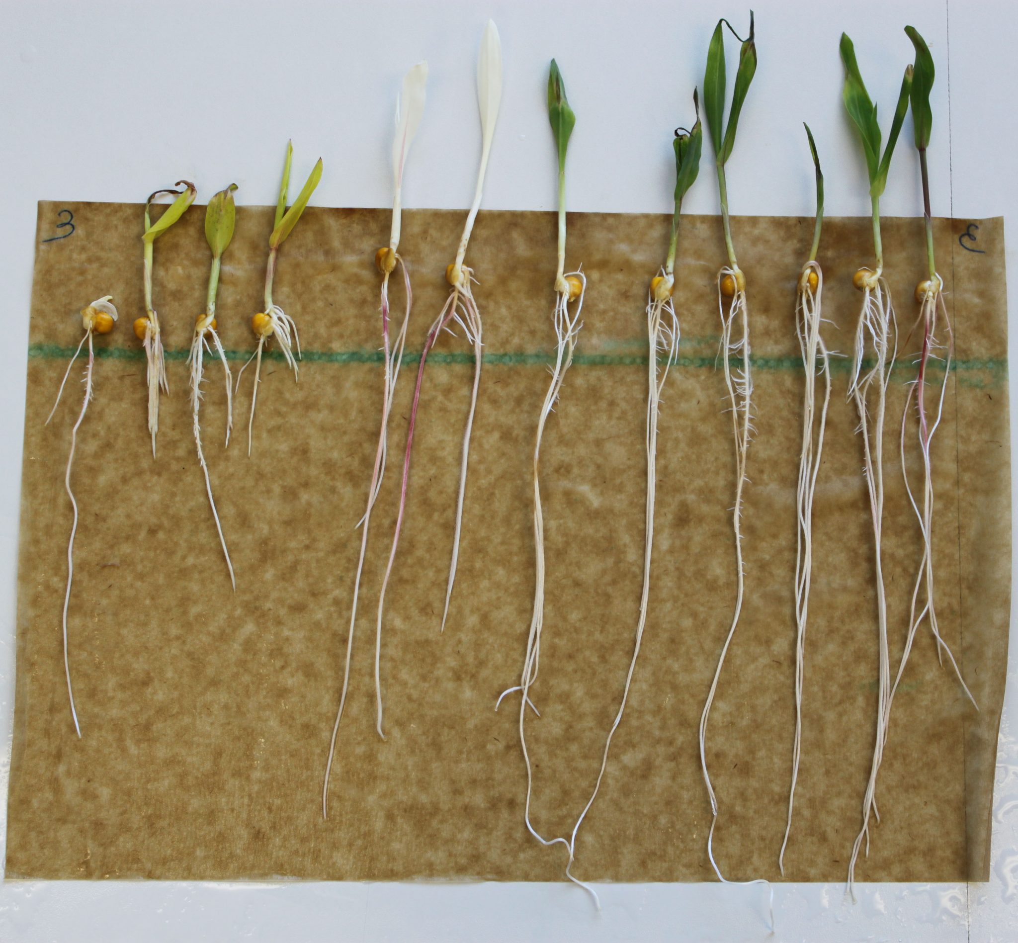 BonnMu: a sequence-indexed resource of transposon-induced maize ...