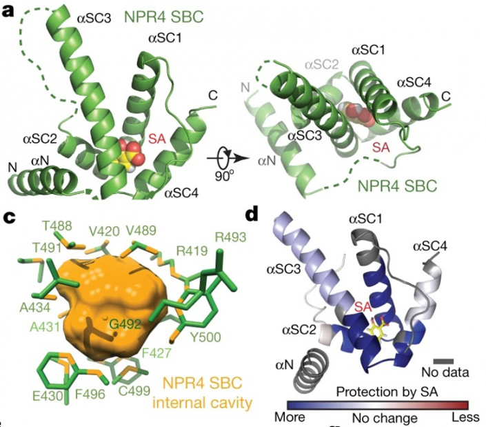 Plant Science Research Weekly: August 28, 2020 | Plantae