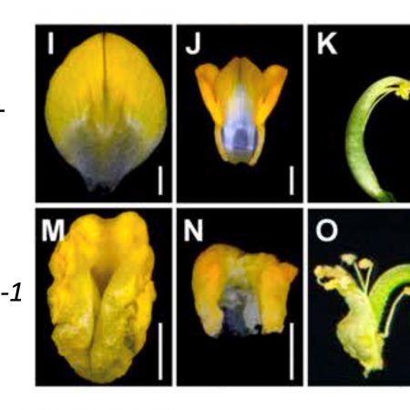 Review. Imaging flowers: a guide to current microscopy and tomography ...