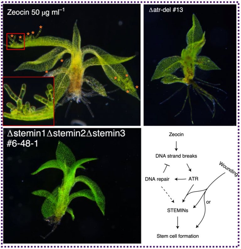DNA damage triggers reprogramming of differentiated cells into stem ...
