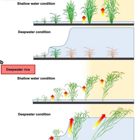 Plantae | Transcriptome Studies of Deepwater Rice | Plantae