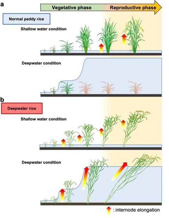 Antagonistic regulation of the gibberellic acid response during stem ...
