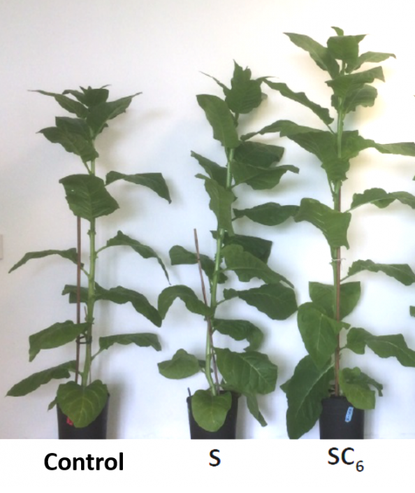 Plant Science Research Weekly: August 21, 2020 | Plantae