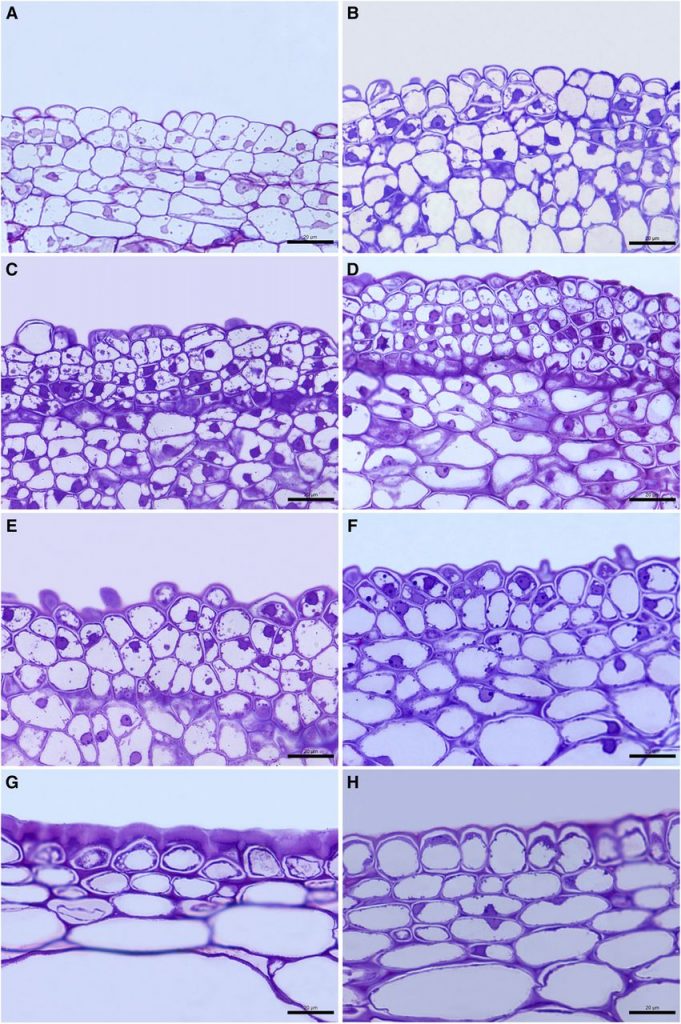 Cutin Synthesis and Deposition | Plantae