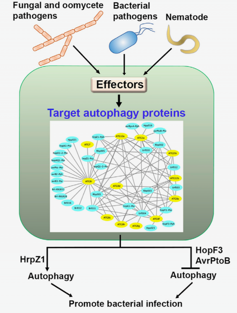 An interactome of plant autophagy proteins and pathogen effectors (Cell Host Microbe) ($) | Plantae