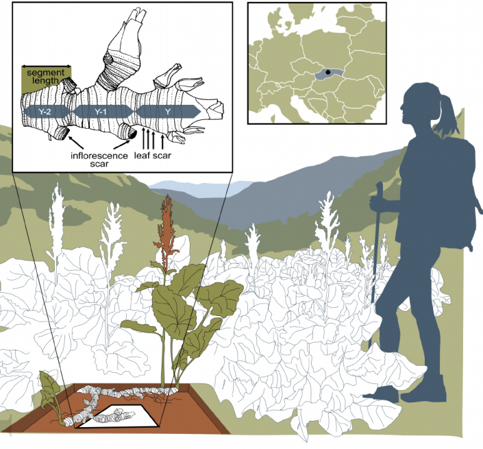 Alpine plant growth and reproduction dynamics in a warmer world (New ...