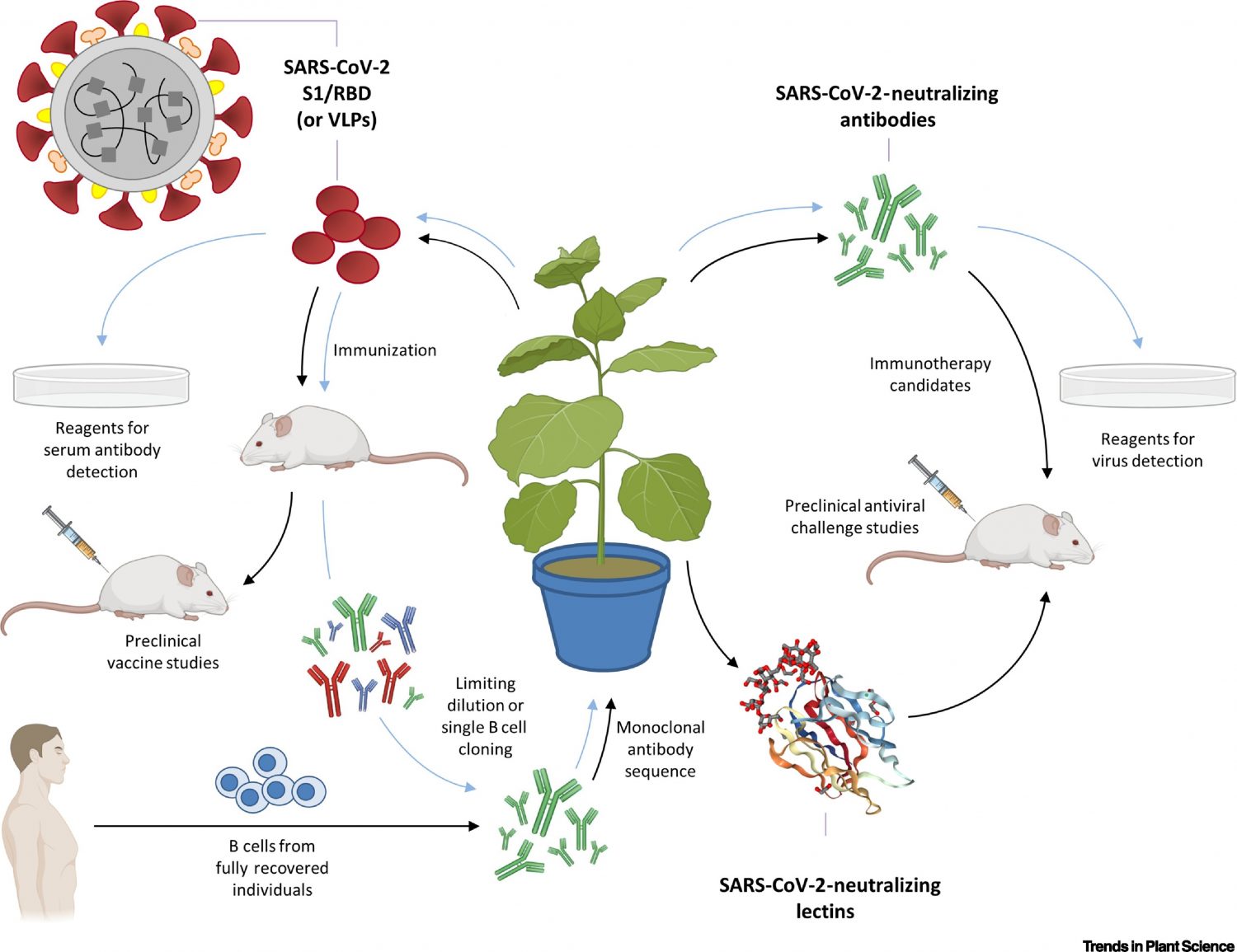 Review: Potential applications of plant biotechnology against SARS-CoV ...