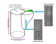 From one cell to many: Morphogenetic field of lateral root founder ...