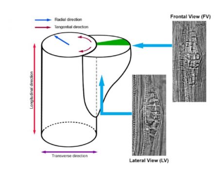 From one cell to many: Morphogenetic field of lateral root founder ...