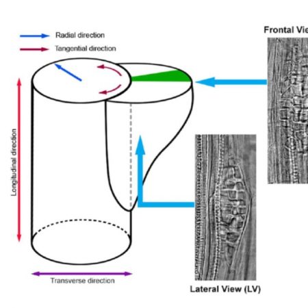 Plantae | RGF1 controls root meristem size through ROS signaling ...