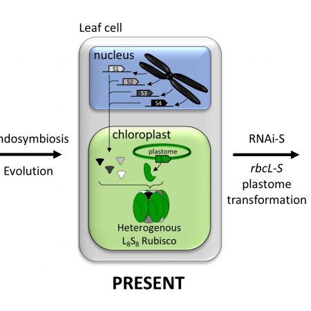 Plantae | Synthetic Biology | Plantae