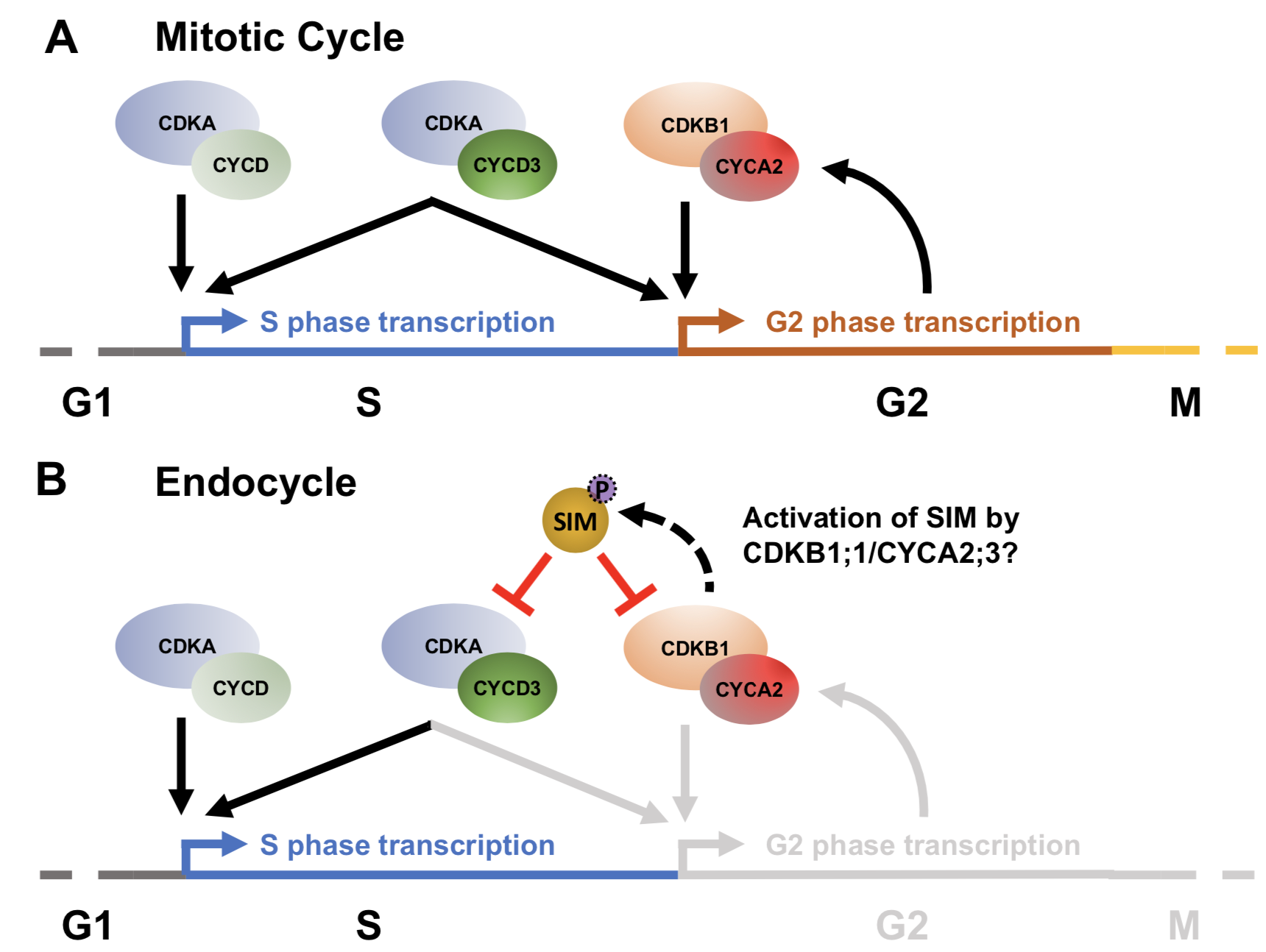 The CDK inhibitor SIAMESE targets both CDKA;1 and CDKB1 complexes to ...