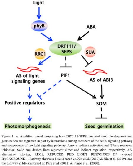 SPLICEd in the Seeds: Integration of ABA and Light Signaling in ...