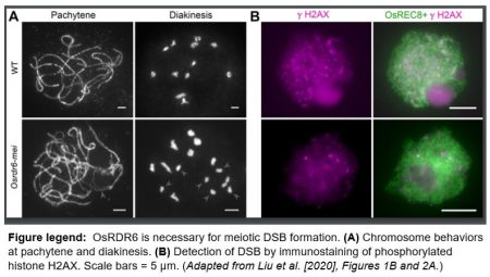 RDR6 is essential for double-strand break formation during male meiosis ...