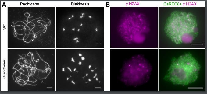 RDR6 is essential for double-strand break formation during male meiosis ...