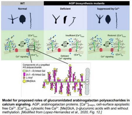 Peripheral? Not Really! The Extracellular Arabinogalactan Proteins ...