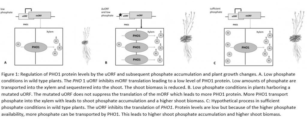 Translational regulation of PHOSPHATE 1 affects shoot phosphate levels ...