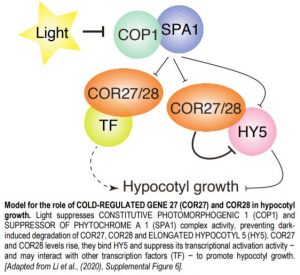 How COR27 and COR28 Promote Hypocotyl Growth: Bind to COP1 And Suppress HY5 Activity | Plantae