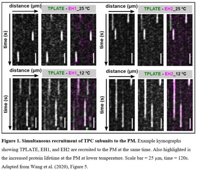 TPLATE complex subunits are recruited simultaneously to the plasma ...