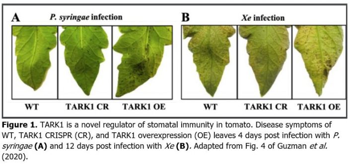 A novel regulator of stomatal immunity in tomato | Plantae