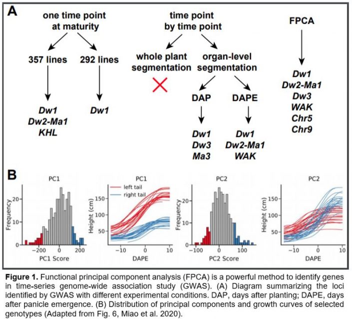 Functional principal component analysis: a robust method for time-series phenotypic data | Plantae