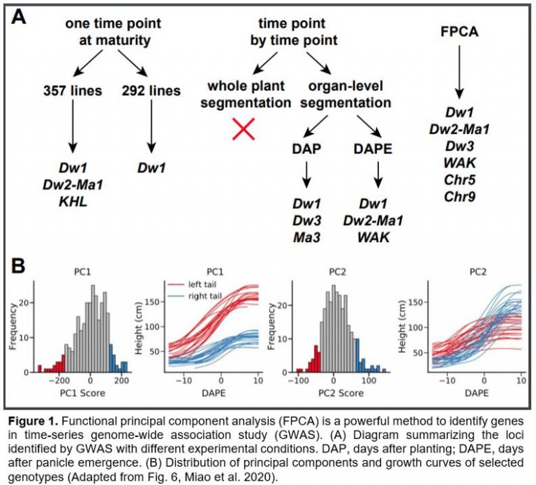 Functional Principal Component Analysis A Robust Method For Time Series Phenotypic Data Plantae 3130