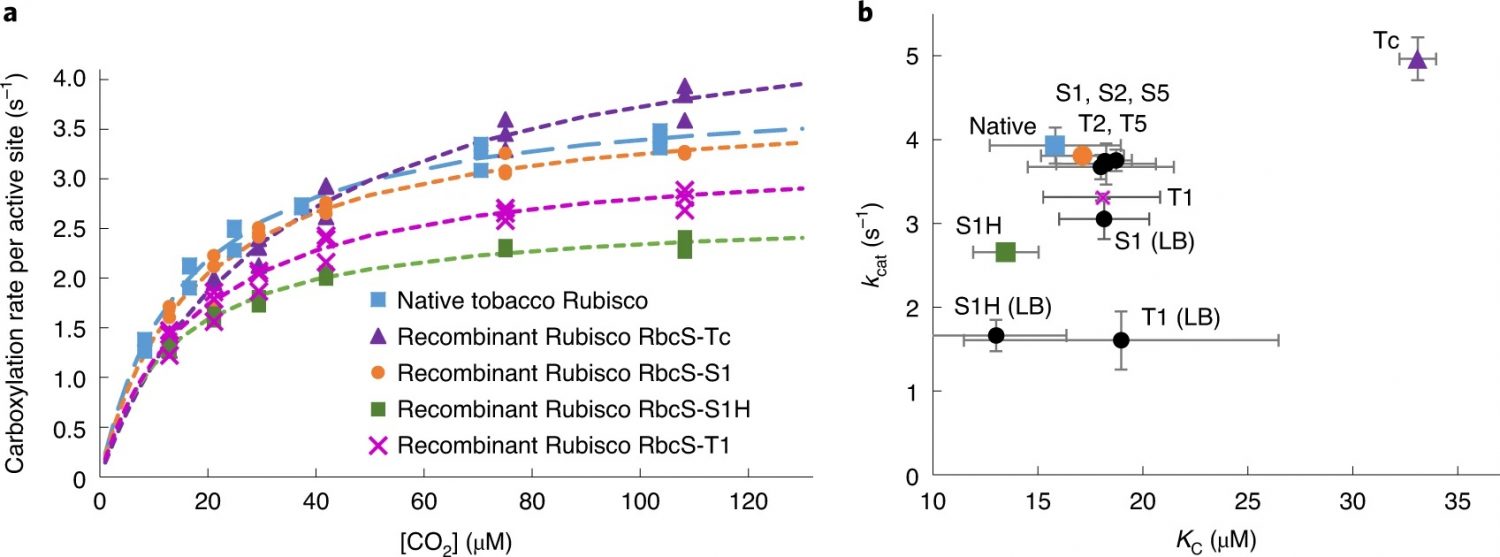 Small subunits can determine enzyme kinetics of tobacco Rubisco ...