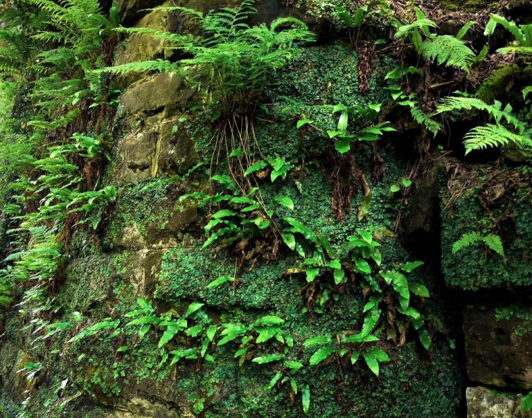 Plantae | Do you evo-devo? Open call for Plantae Presents short talk ... Plantae | Do you evo-devo? Open call for Plantae Presents short talk ...