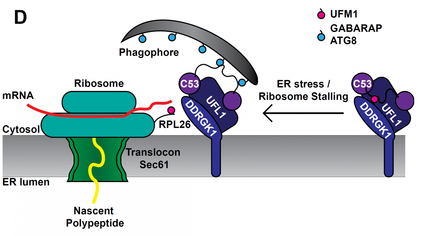 A cross-kingdom conserved ER-phagy receptor maintains ER homeostasis ...