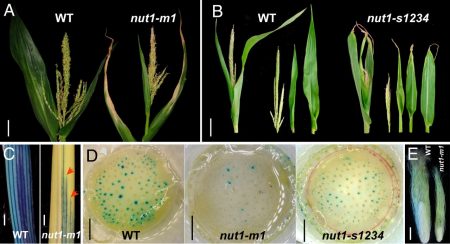 A protoxylem-specific NAC transcription factor modulates heat and ...