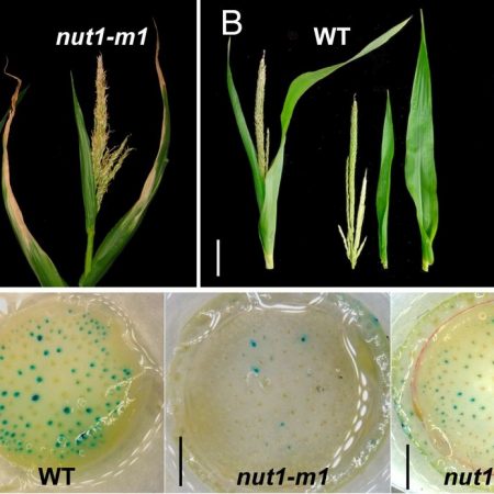 Plantae | Review: Heat and drought tolerance in wheat – now and for the ...