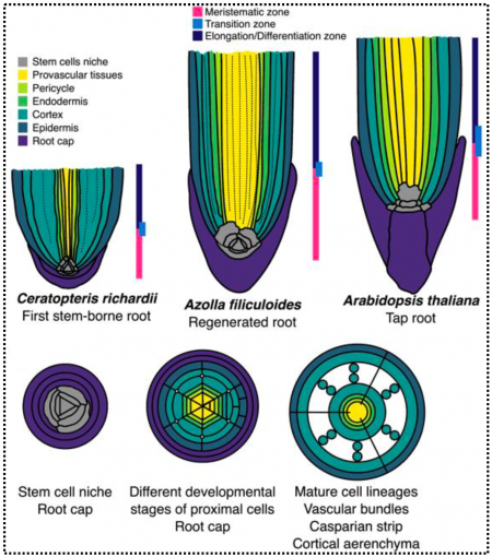 Plant Science Research Weekly: 18 September 2020 | Plantae