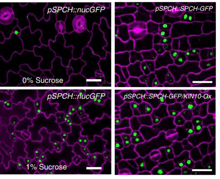 KIN10 promotes stomatal development through stabilization of the ...