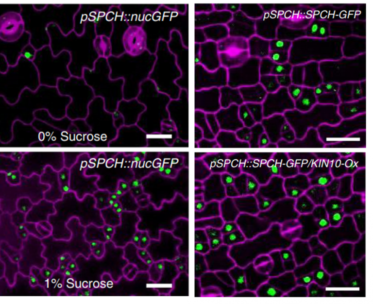 KIN10 promotes stomatal development through stabilization of the ...