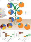 Review: Plant–microbiome interactions: from community assembly to plant ...