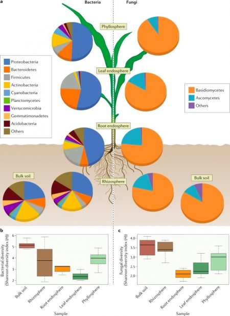 Plant Science Research Weekly: 18 September 2020 | Plantae