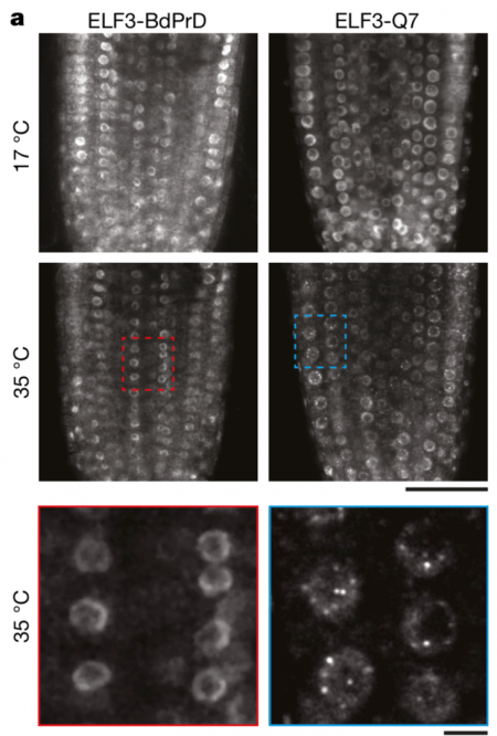 A prion-like domain in ELF3 functions as a thermosensor in Arabidopsis ...