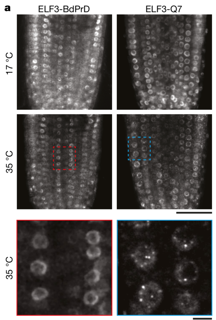 A prion-like domain in ELF3 functions as a thermosensor in Arabidopsis ...