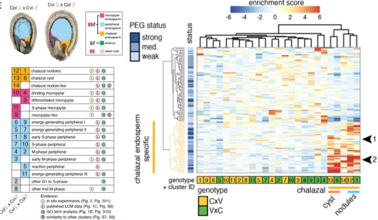Single nucleus analysis of Arabidopsis seeds reveals new cell types and imprinting dynamics ...